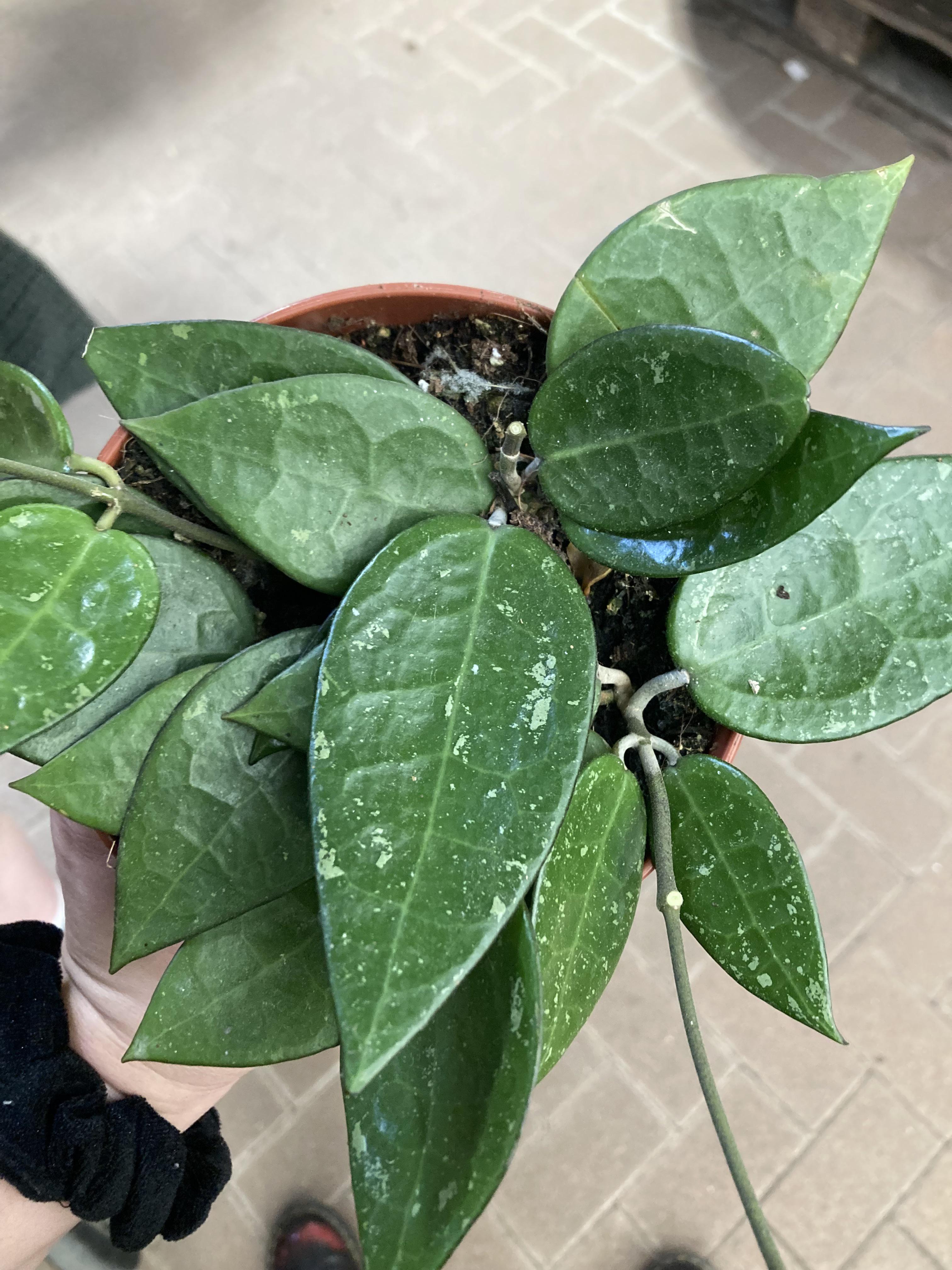 Mystery Hoya - Bella? | Scrolller