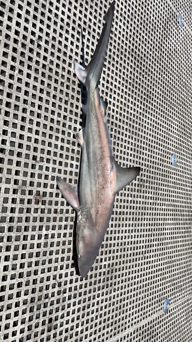 Blacktip on cut mullet | Scrolller