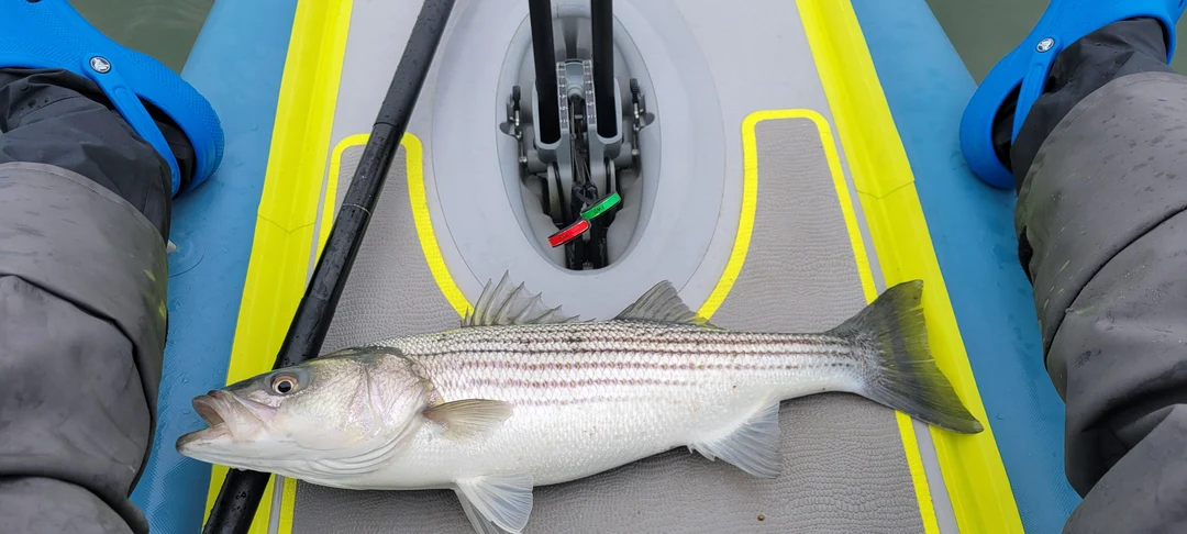 First Boston Harbor striper of the year. | Scrolller