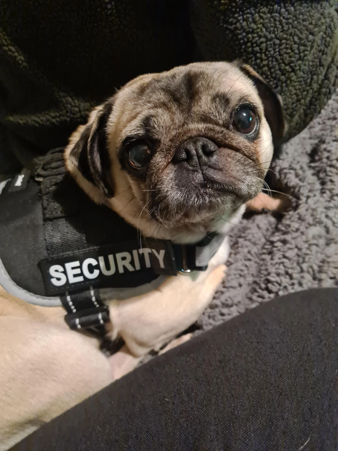 Meet our security dog Bo | Scrolller