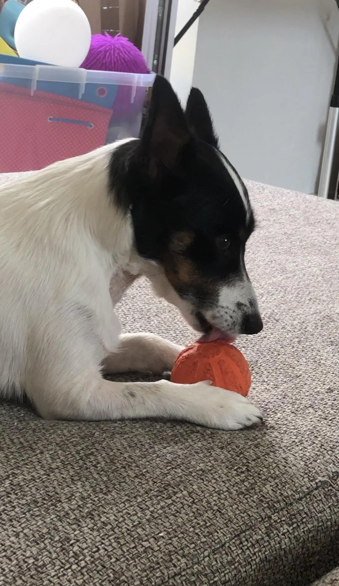 My closest friend | Scrolller