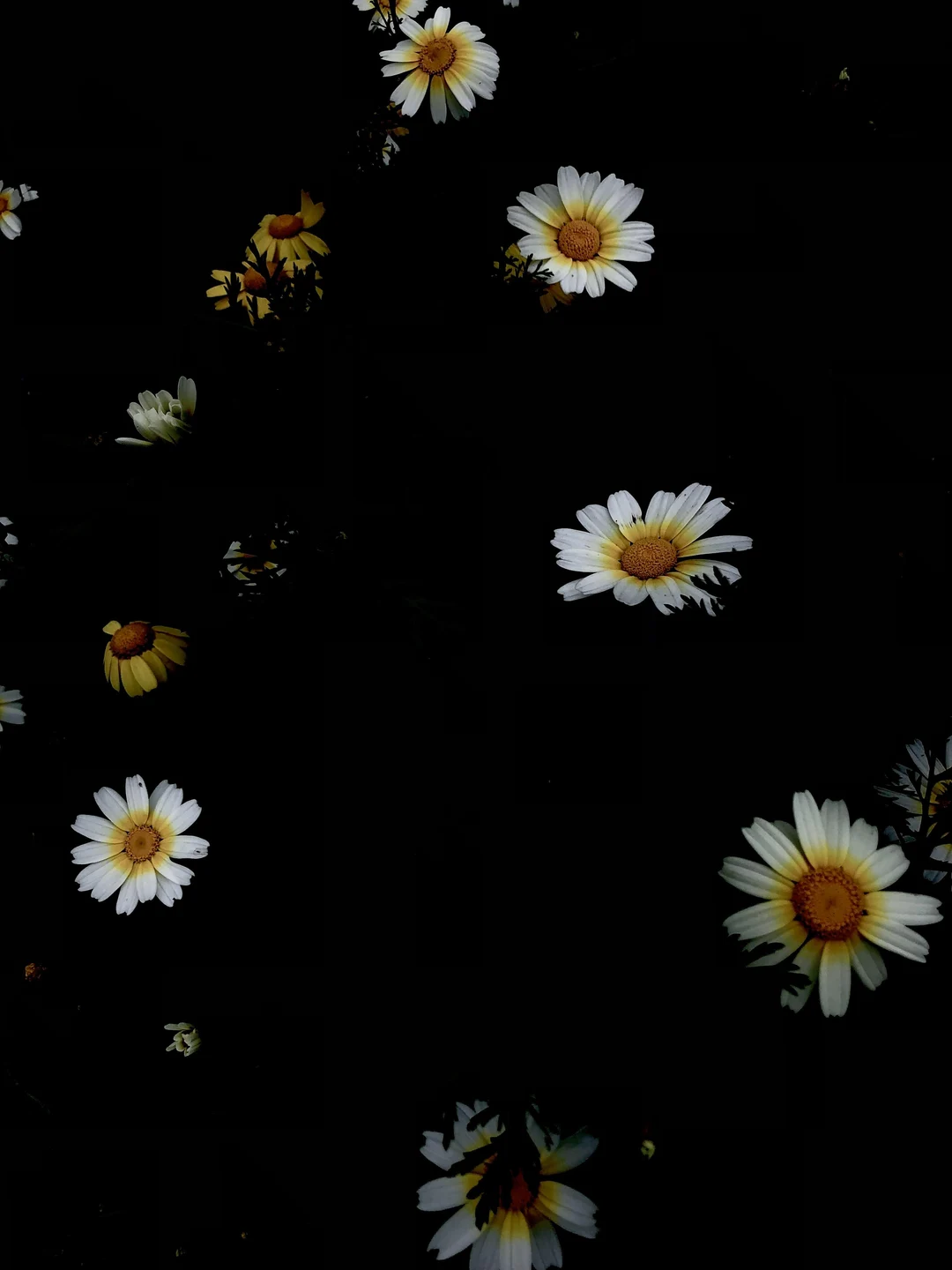 Flower Floating in Space | Scrolller