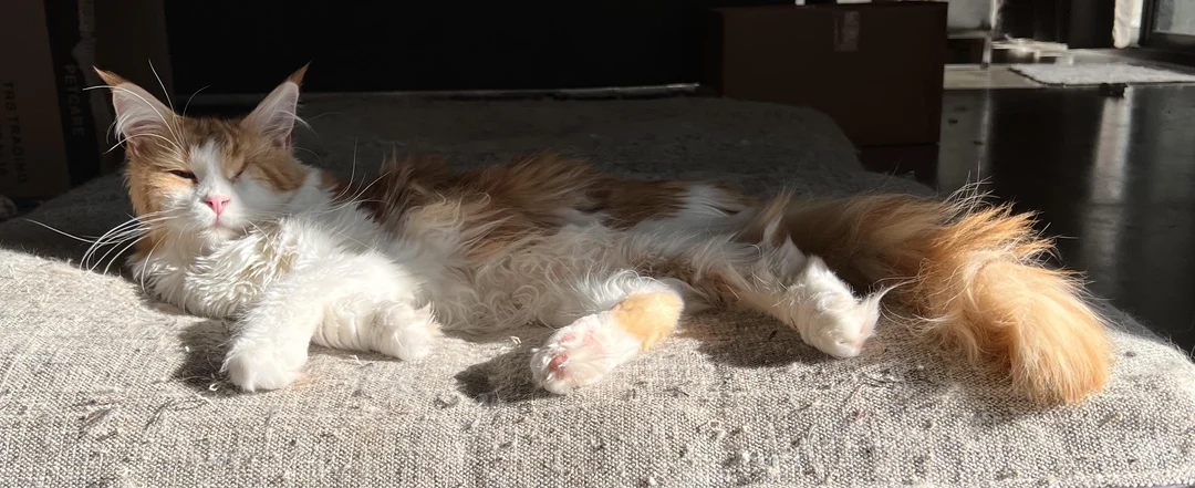 Discover more like Mainecoons: Sleepy Peanut and Related Content | Scrolller