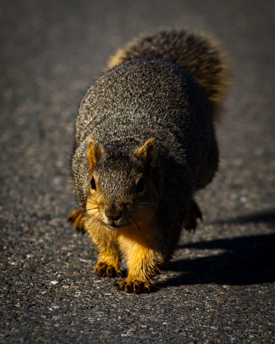 Charging squirrel | Scrolller