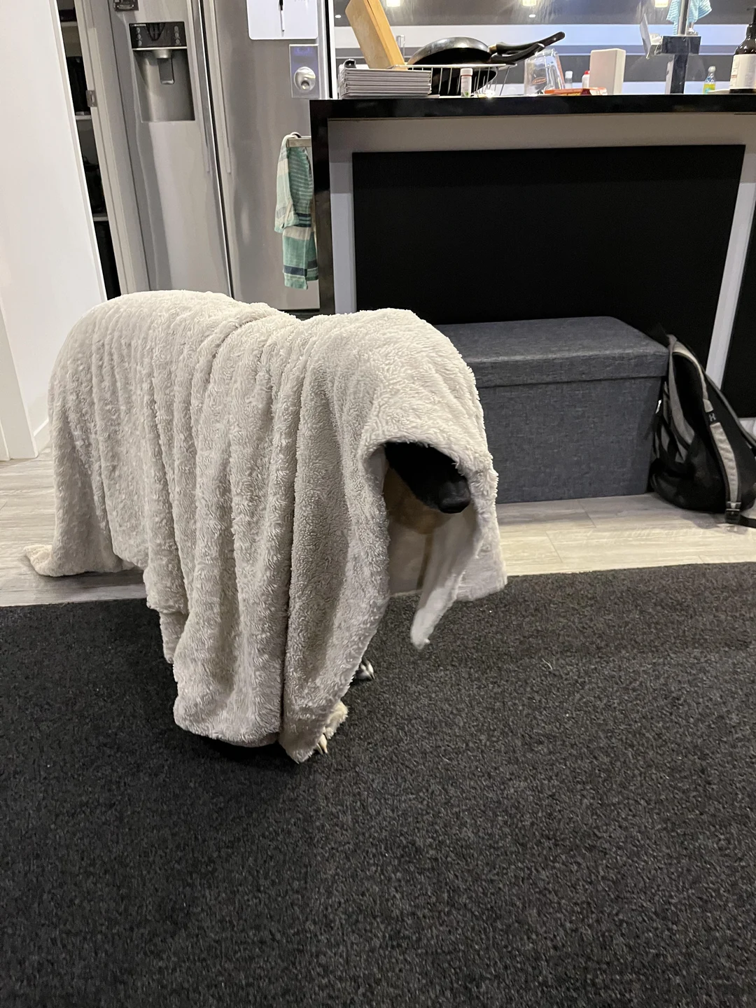 Only a Sniff lord can know the POWER of the Bark Side! | Scrolller