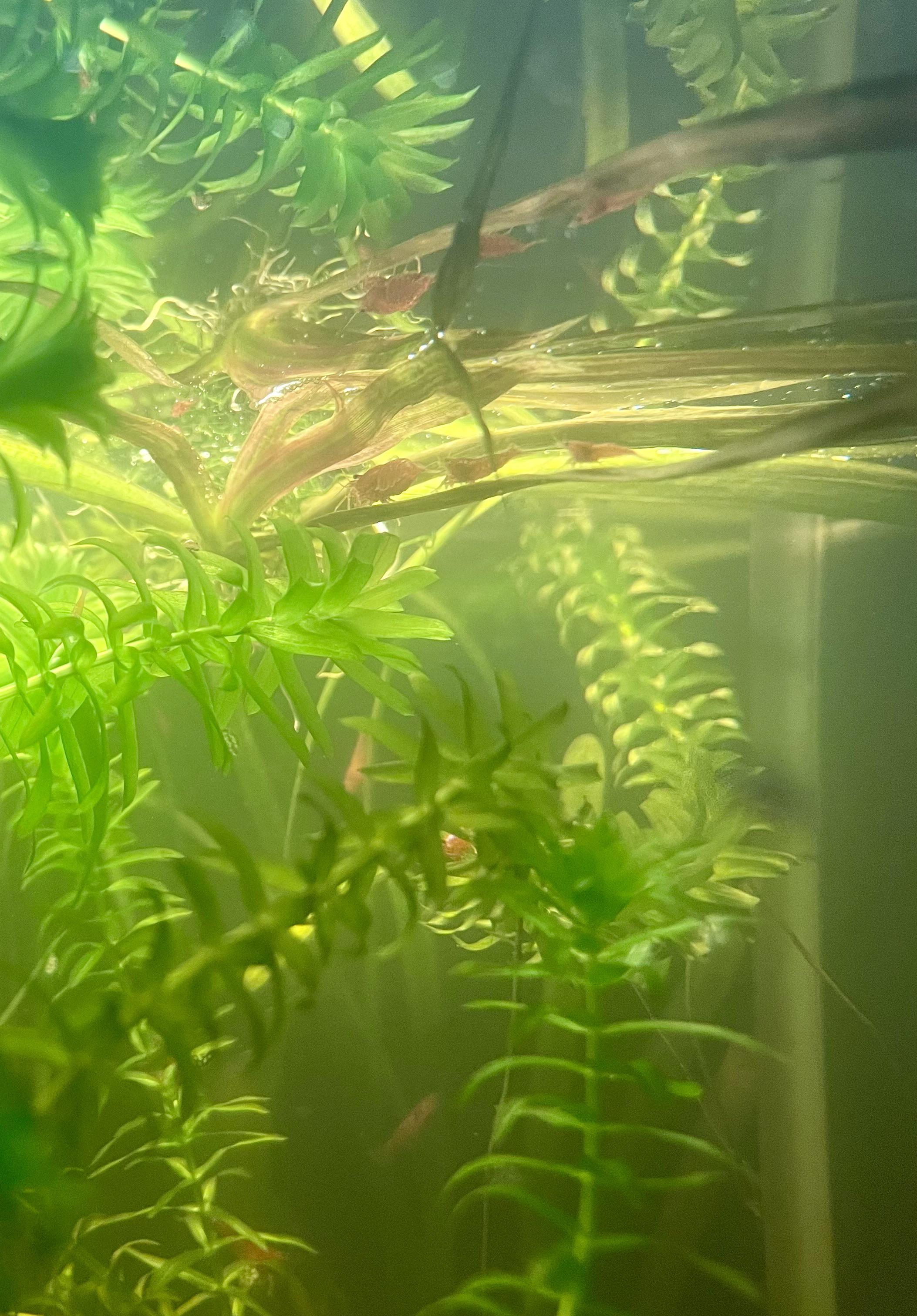 Shrimp Evolution | Scrolller