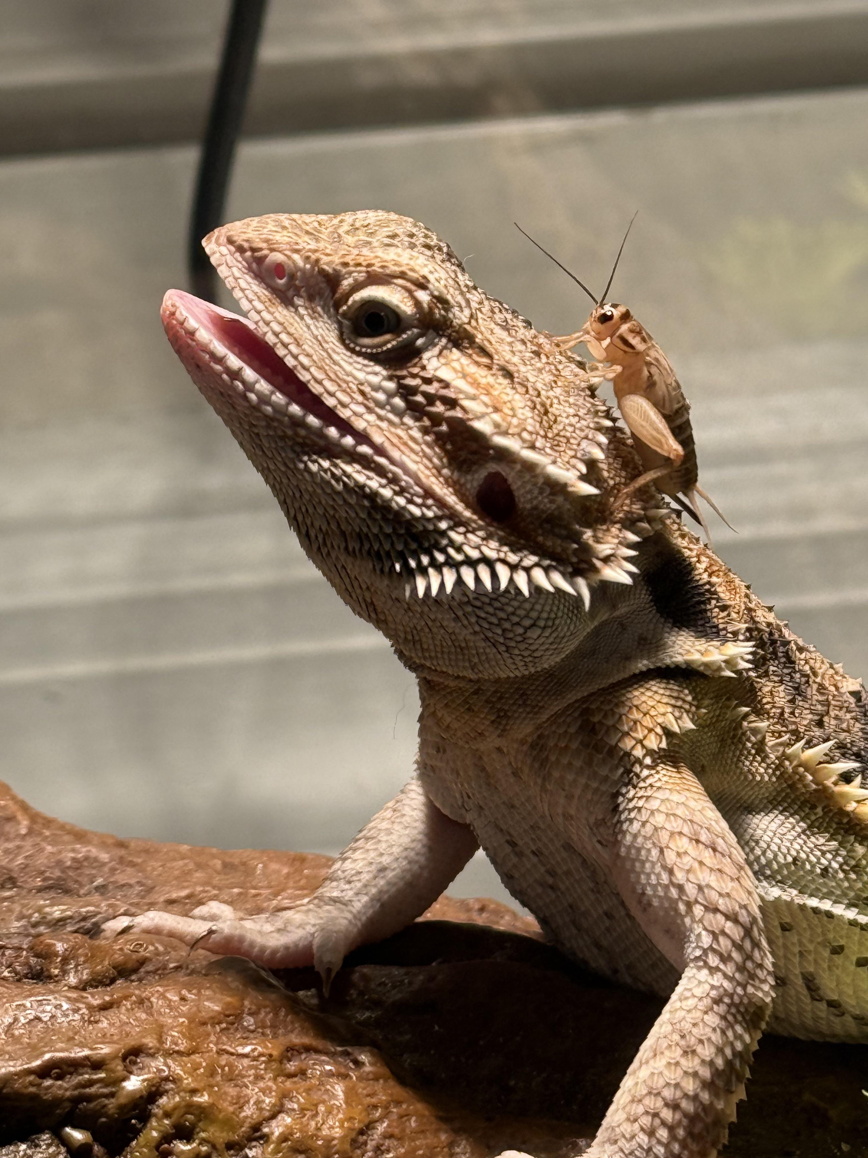 Discover more like BeardedDragons: Meet Aurora! and Related Content | Scrolller