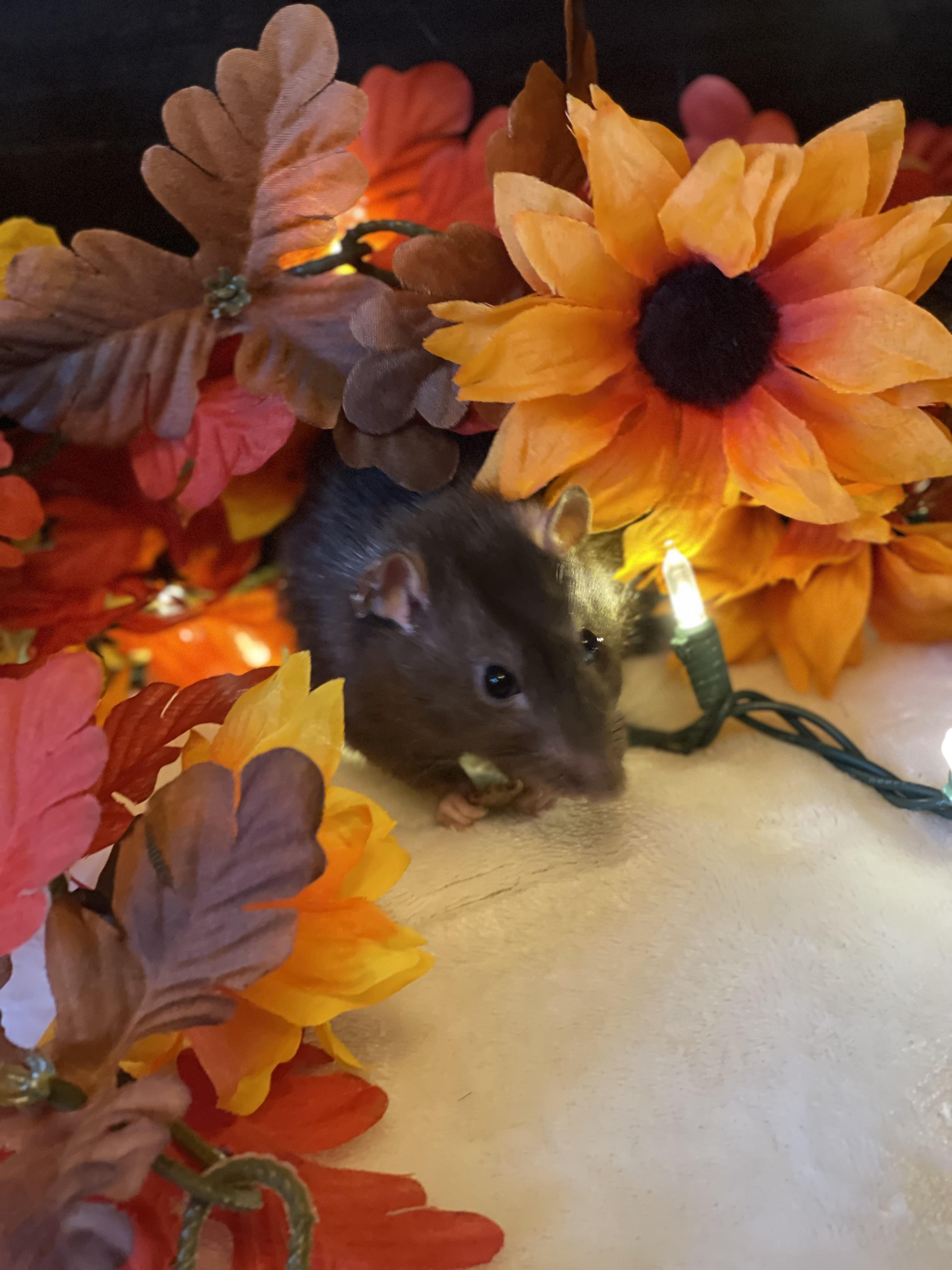 First photo shoot ! He’s still a bit nervous but had fun playing in the leaves | Scrolller