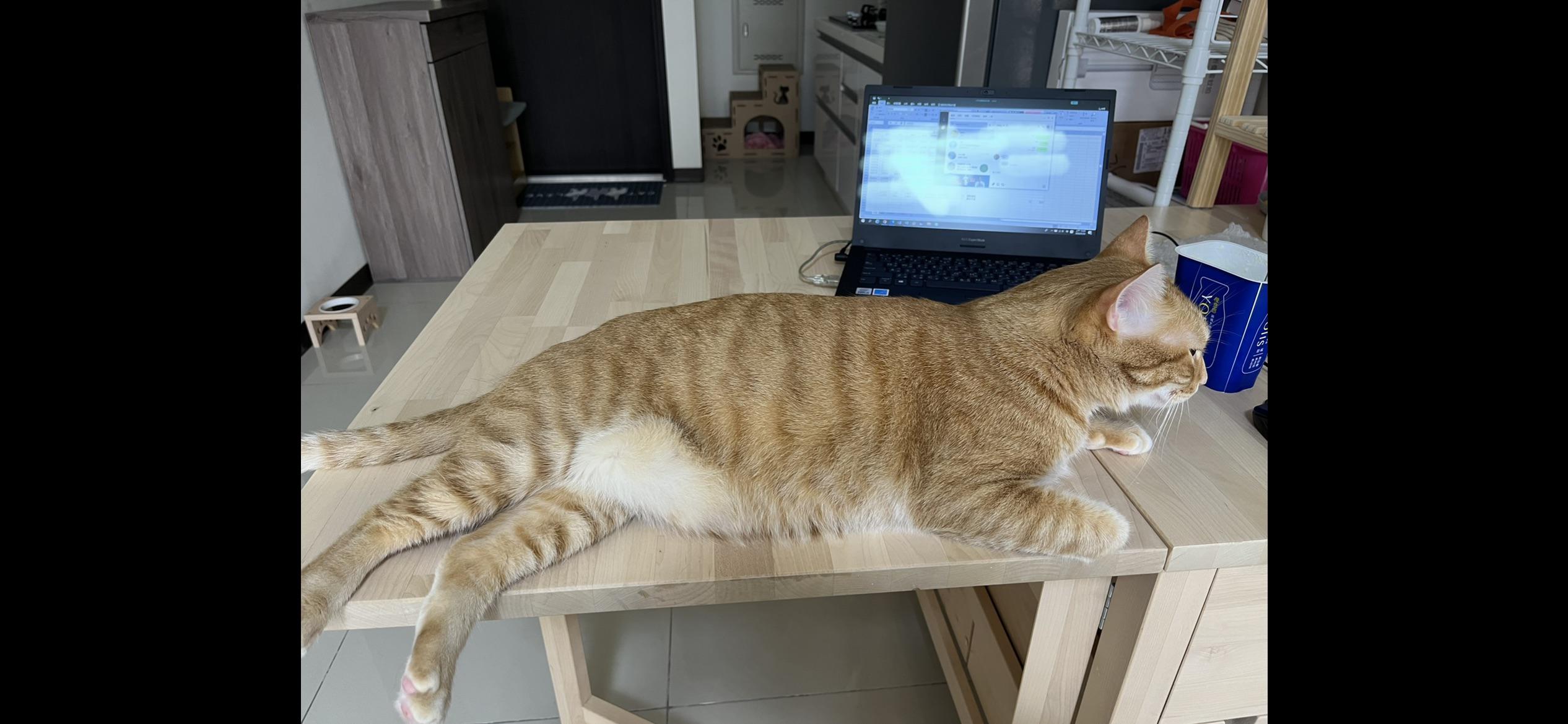 WFH is not easy | Scrolller