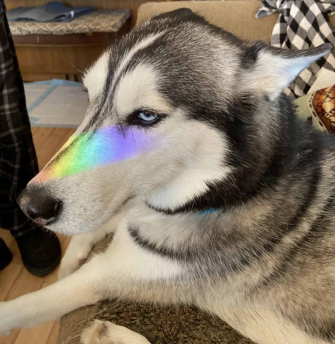 The rare rainbow husky | Scrolller