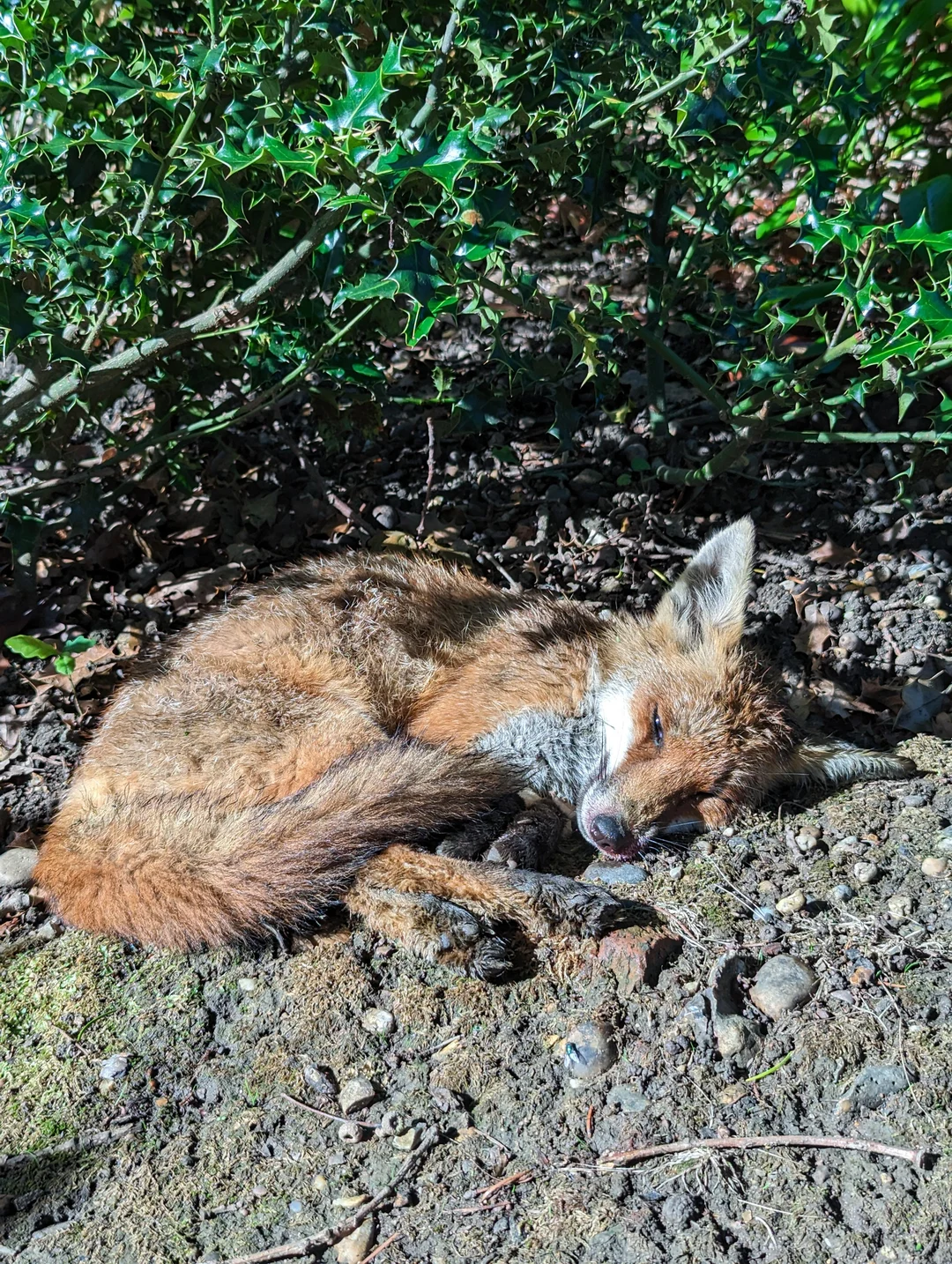 Fox cub having a snooze and warming up in the morning sunshine after a night of heavy rain ...