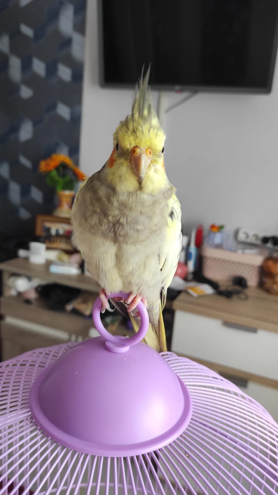 Meet Kiki Scrolller