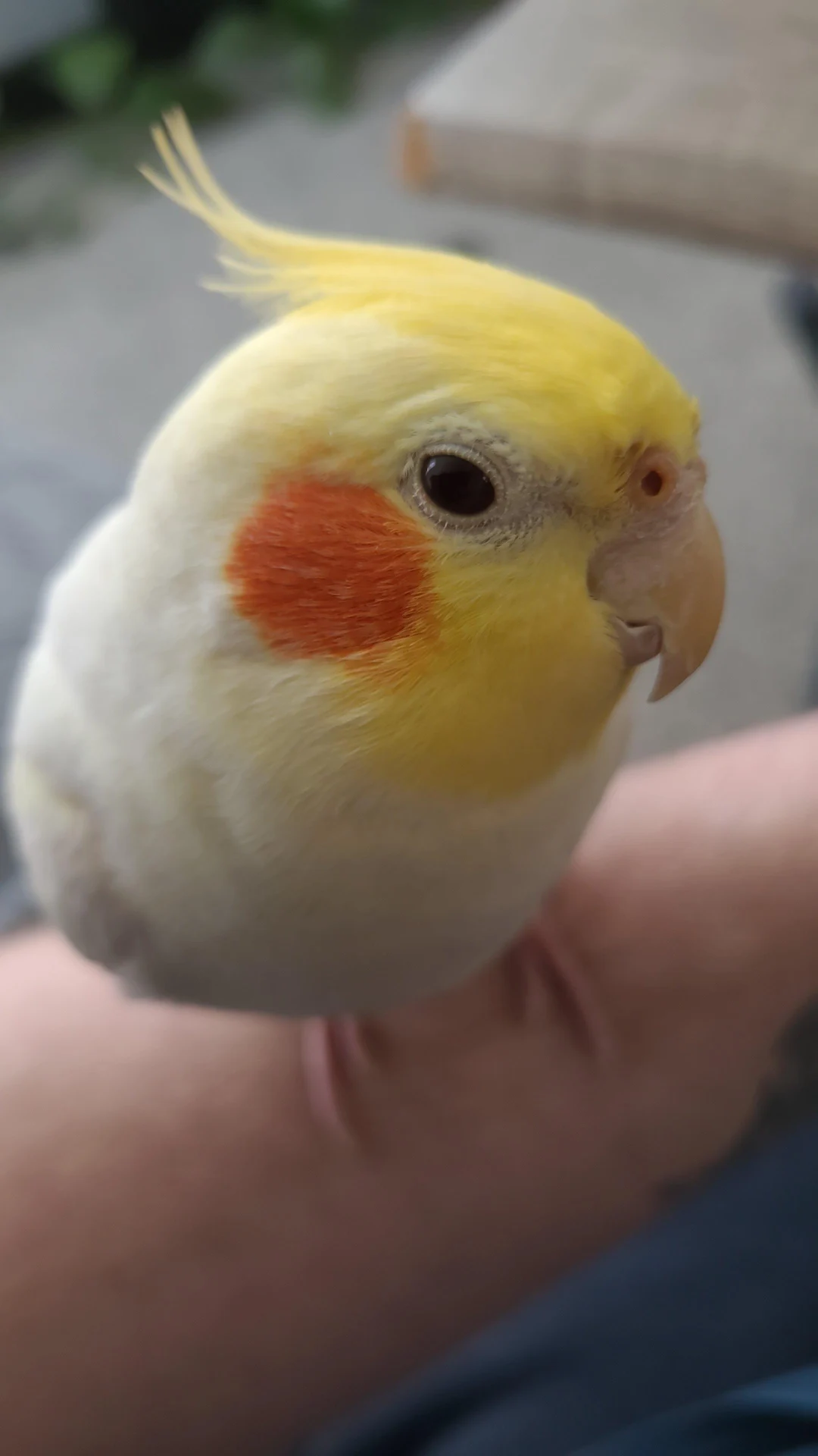 So cute, so chaotic | Scrolller