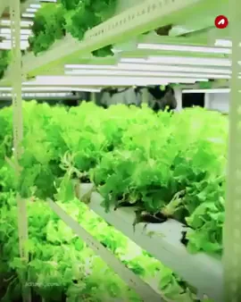 Indoor hydroponics | Scrolller