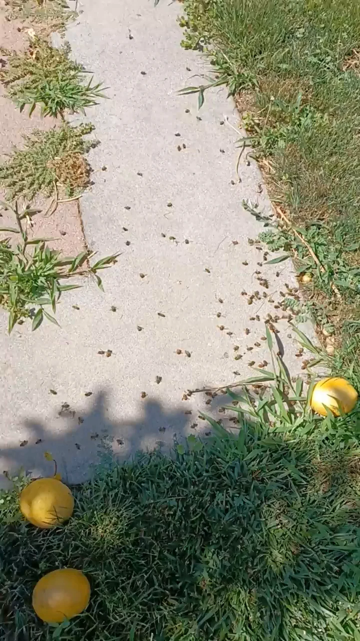 All these bees dying in my backyard. | Scrolller