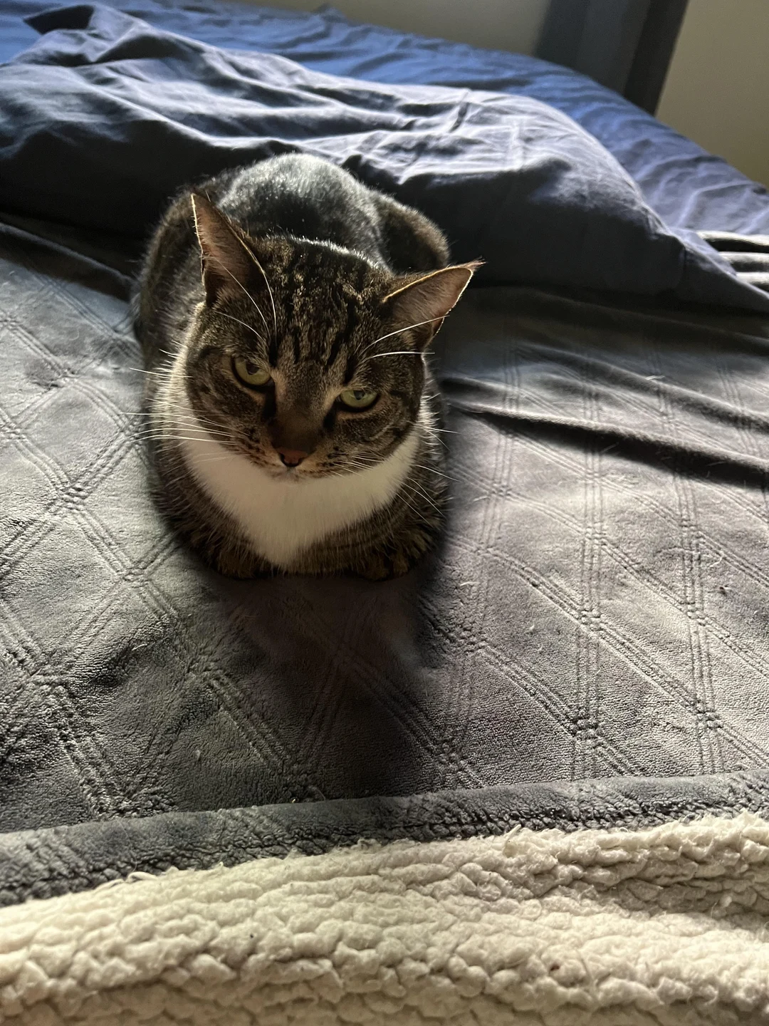 My partner’s cat Penny. She has a bit of an RBF but she’s a sweetie ...