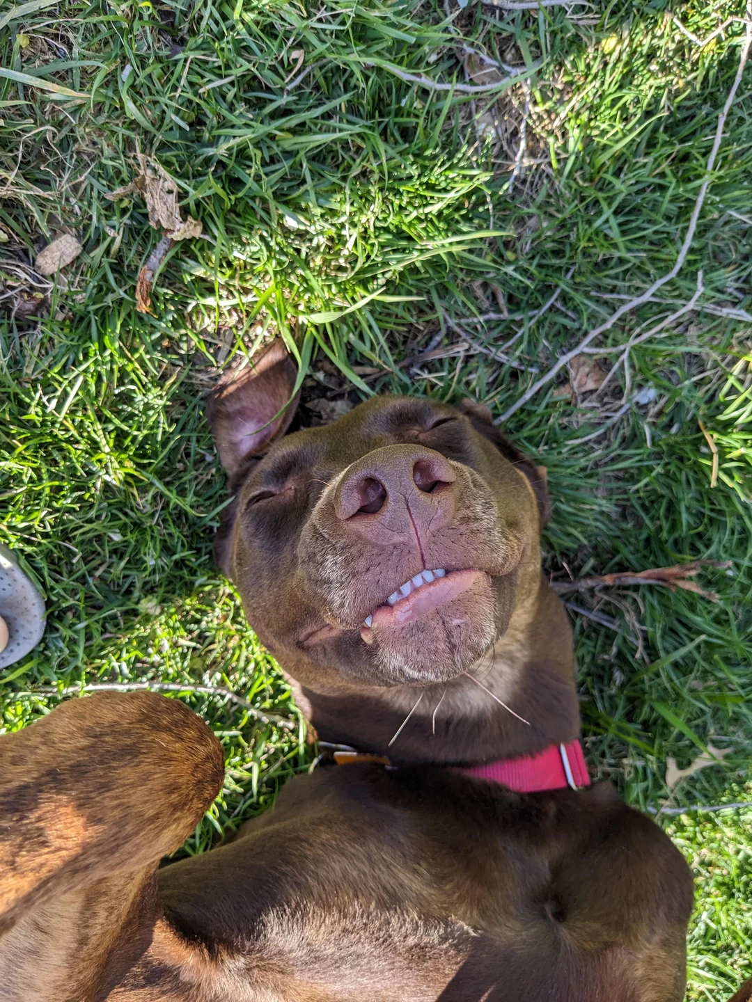 Discover more like WhatsWrongWithYourDog: Sunshine Derp and Related Content | Scrolller