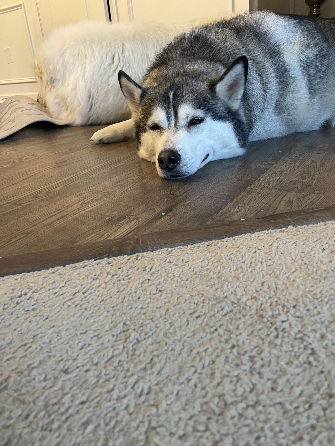 I caught him just laying there smiling | Scrolller