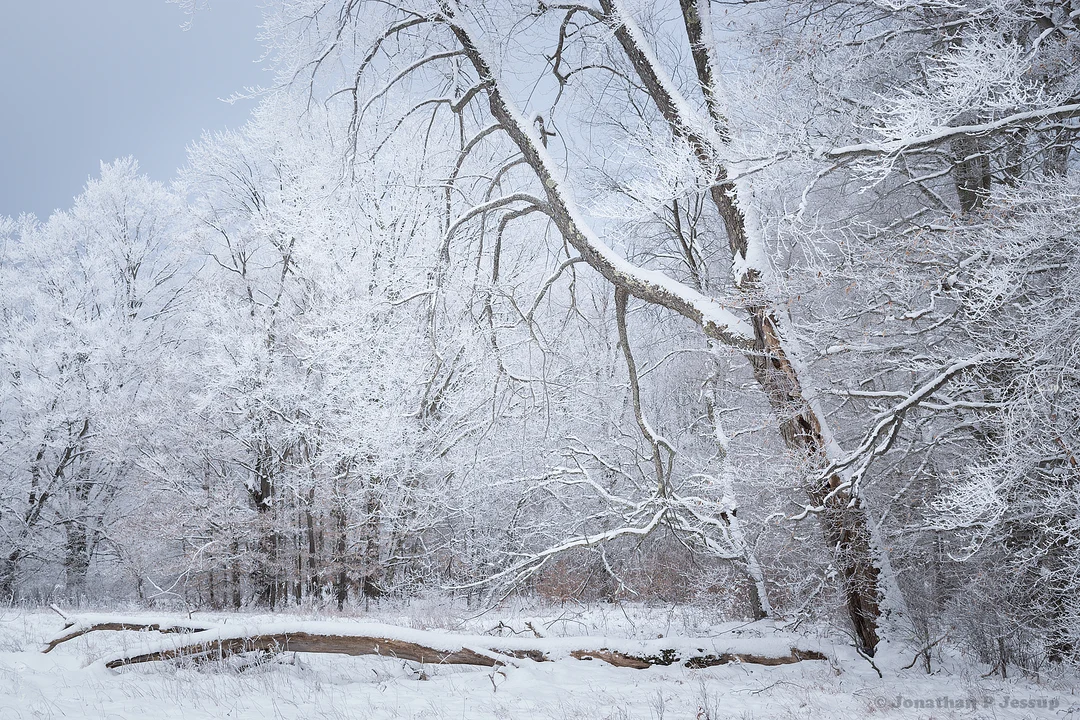 Winter trees [OC] | Scrolller