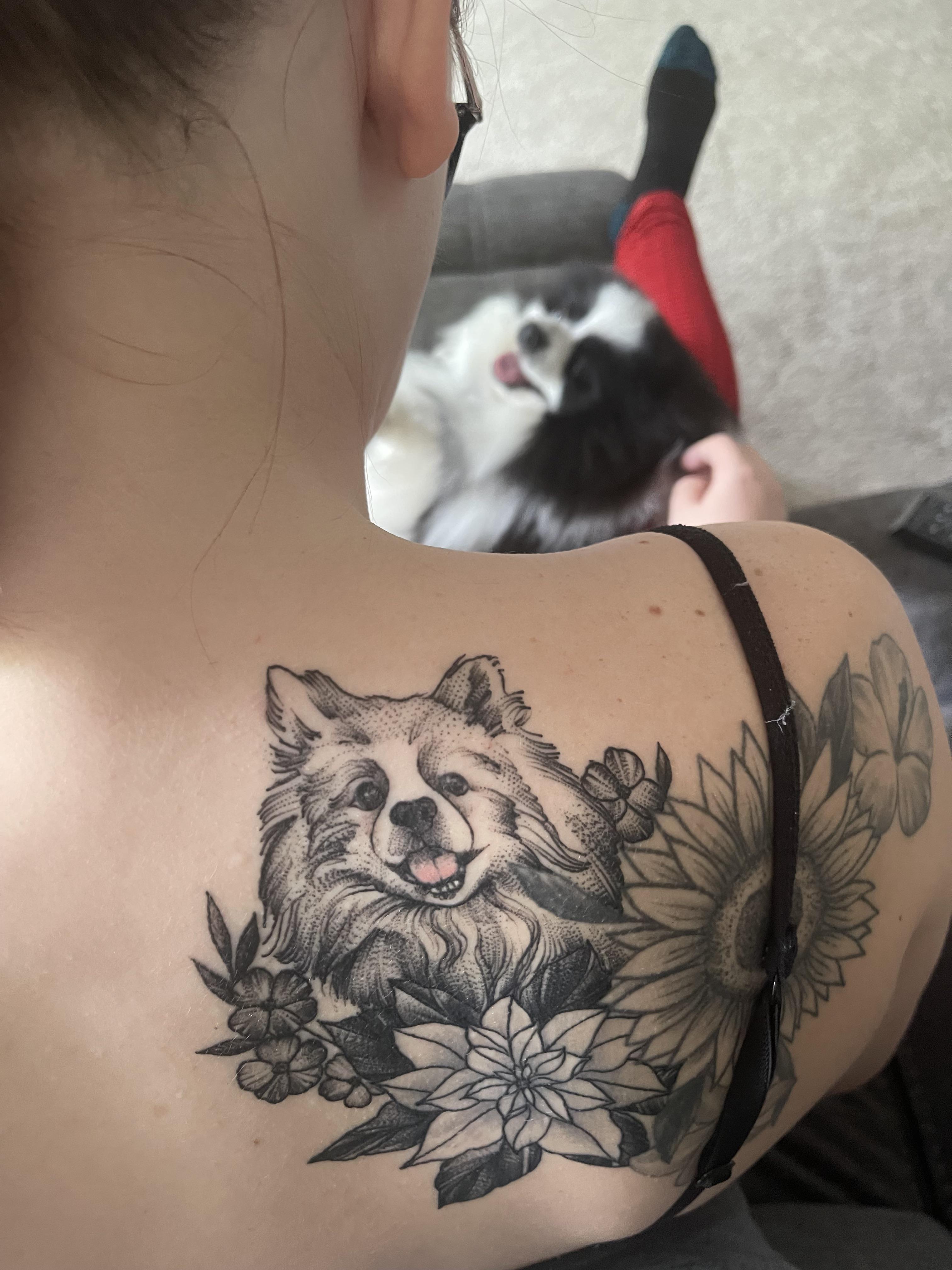 Pomeranian past and Pomeranian present | Scrolller