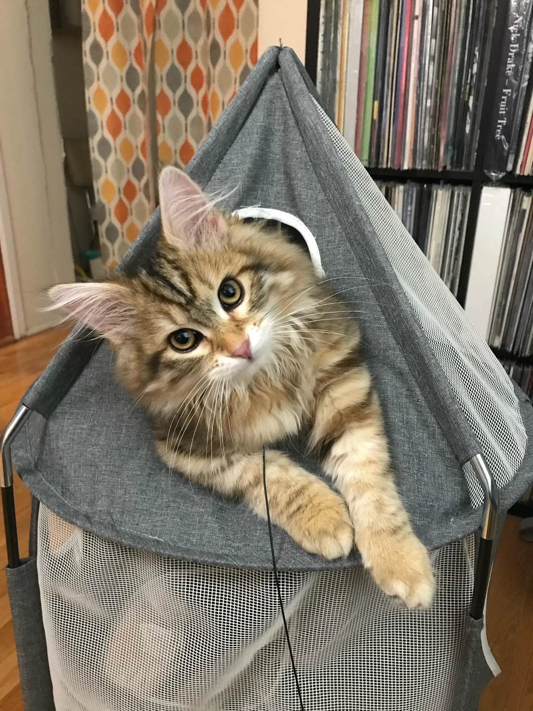 If looks could kill… | Scrolller