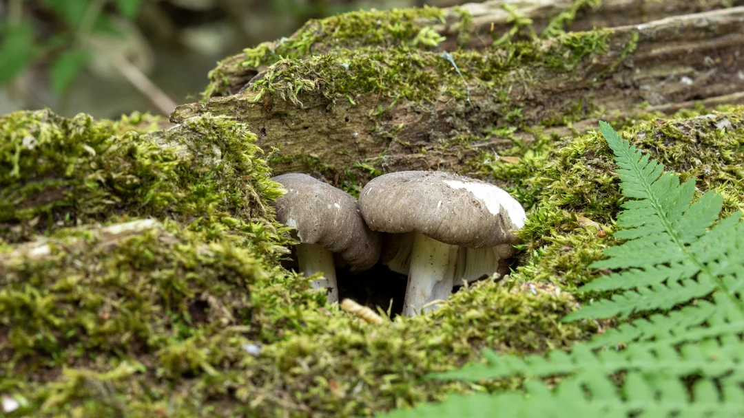 Mushrooms on rotting log with fern | Scrolller