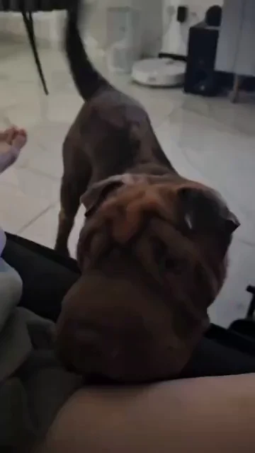 Biscuit munching 🤩 | Scrolller