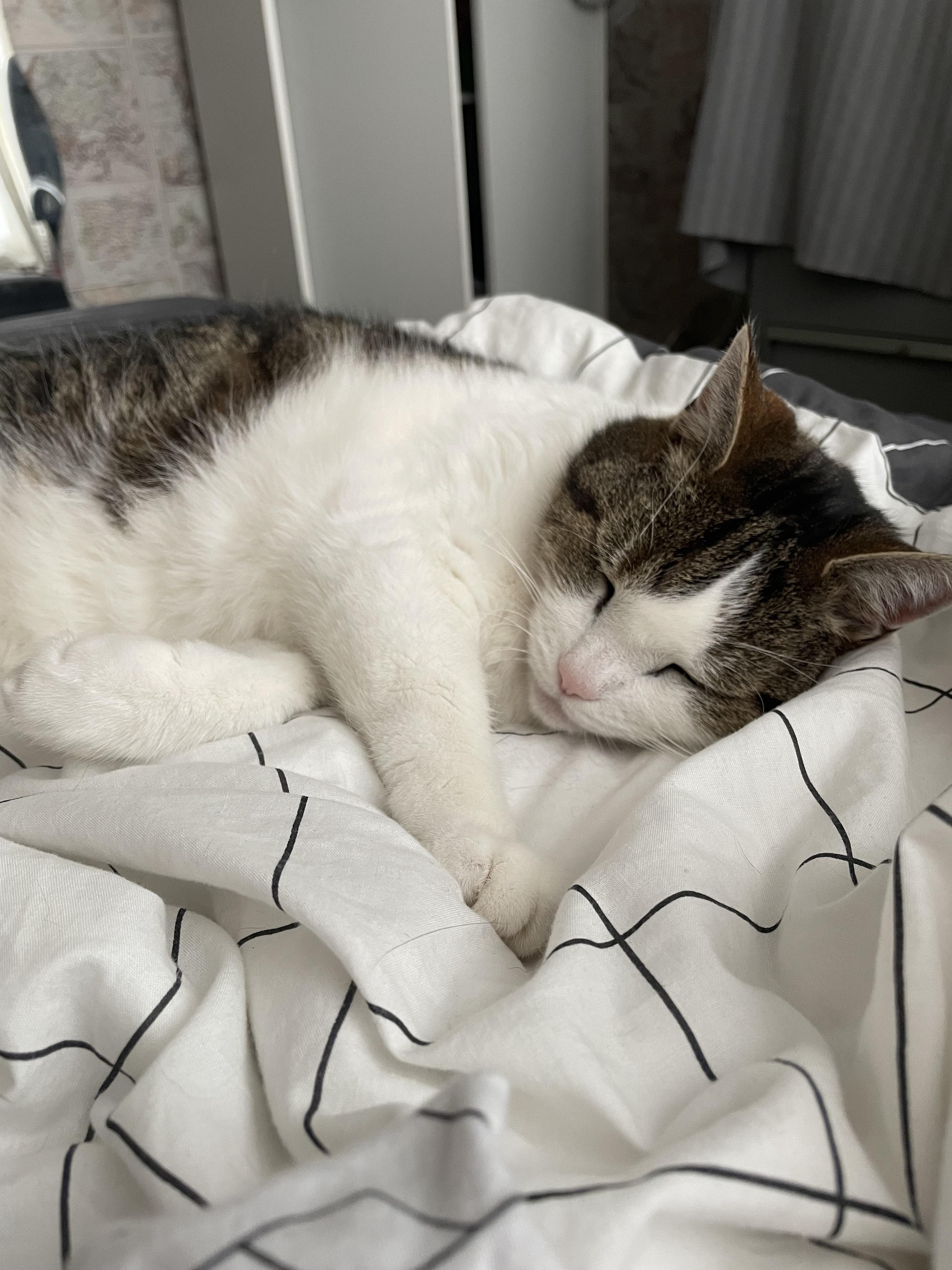 Sleepyhead | Scrolller