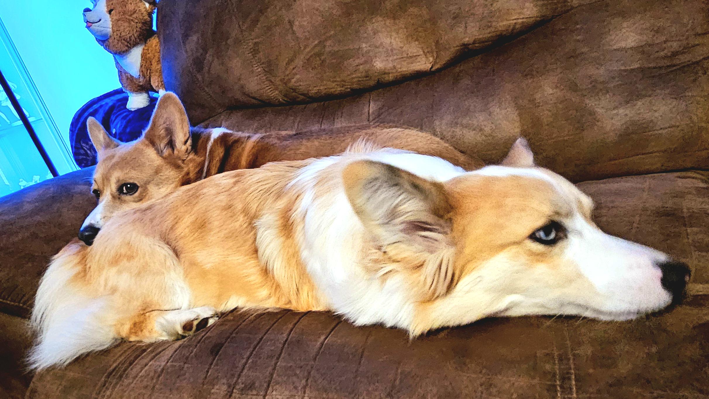 Ace and Syl cuddling | Scrolller