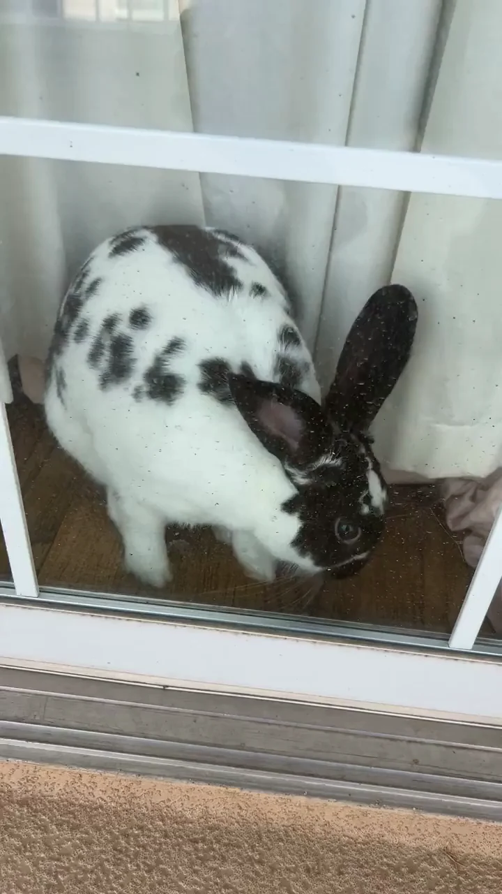 Discover more like Rabbits: Big yawn from a big boy and Related Content | Scrolller