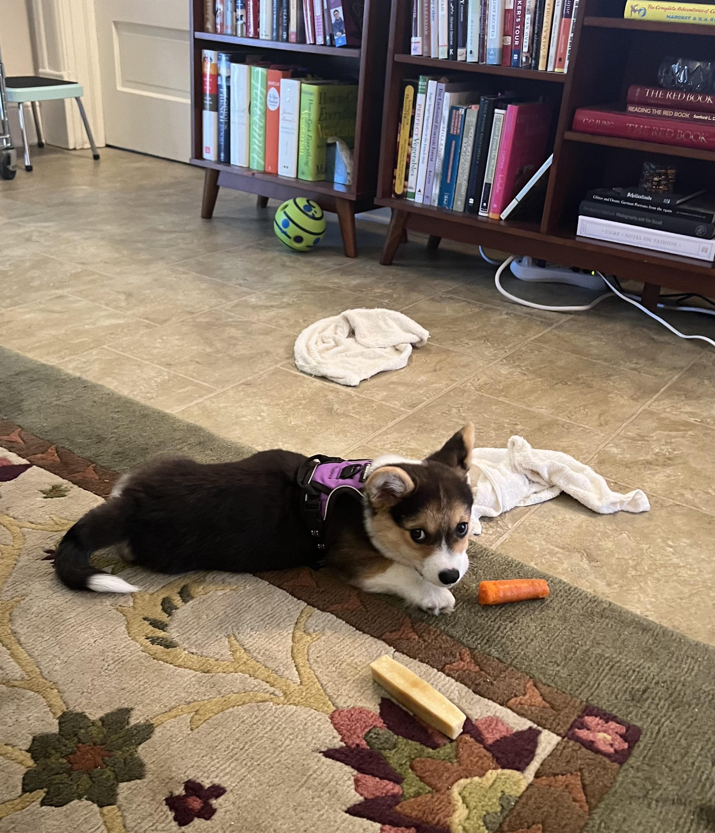 Corgi Side Eye | Scrolller