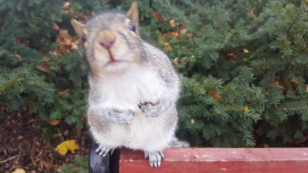 Nosy dude | Scrolller