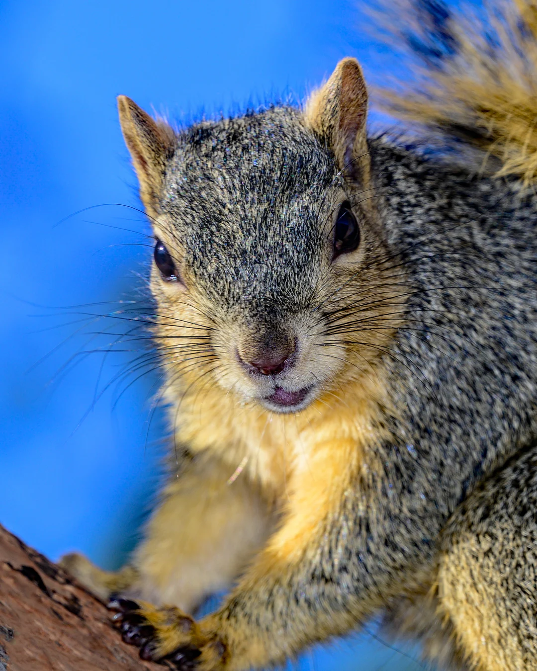 Headshot | Scrolller