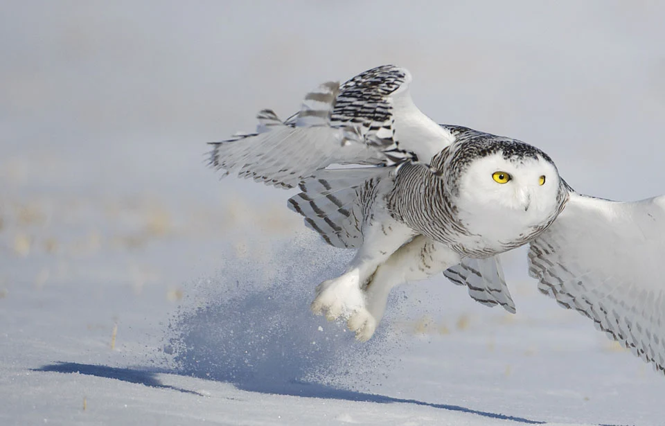 Discover more like Owls: Snowy owl and Related Content | Scrolller
