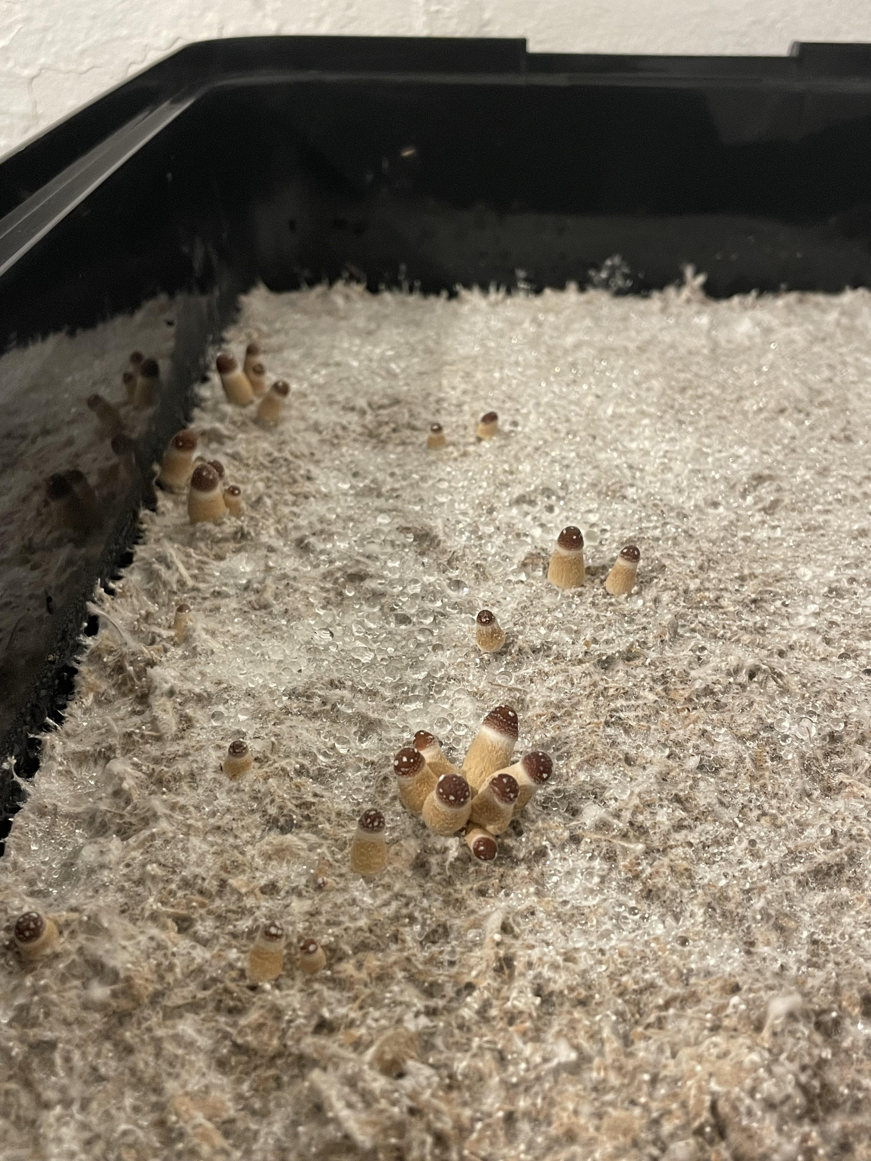 Grow update! Pins! | Scrolller