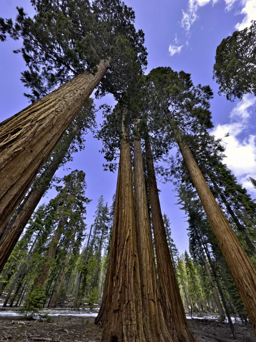 Mariposa Grove, Yosemite [2843 × 3791] [oc] | Scrolller