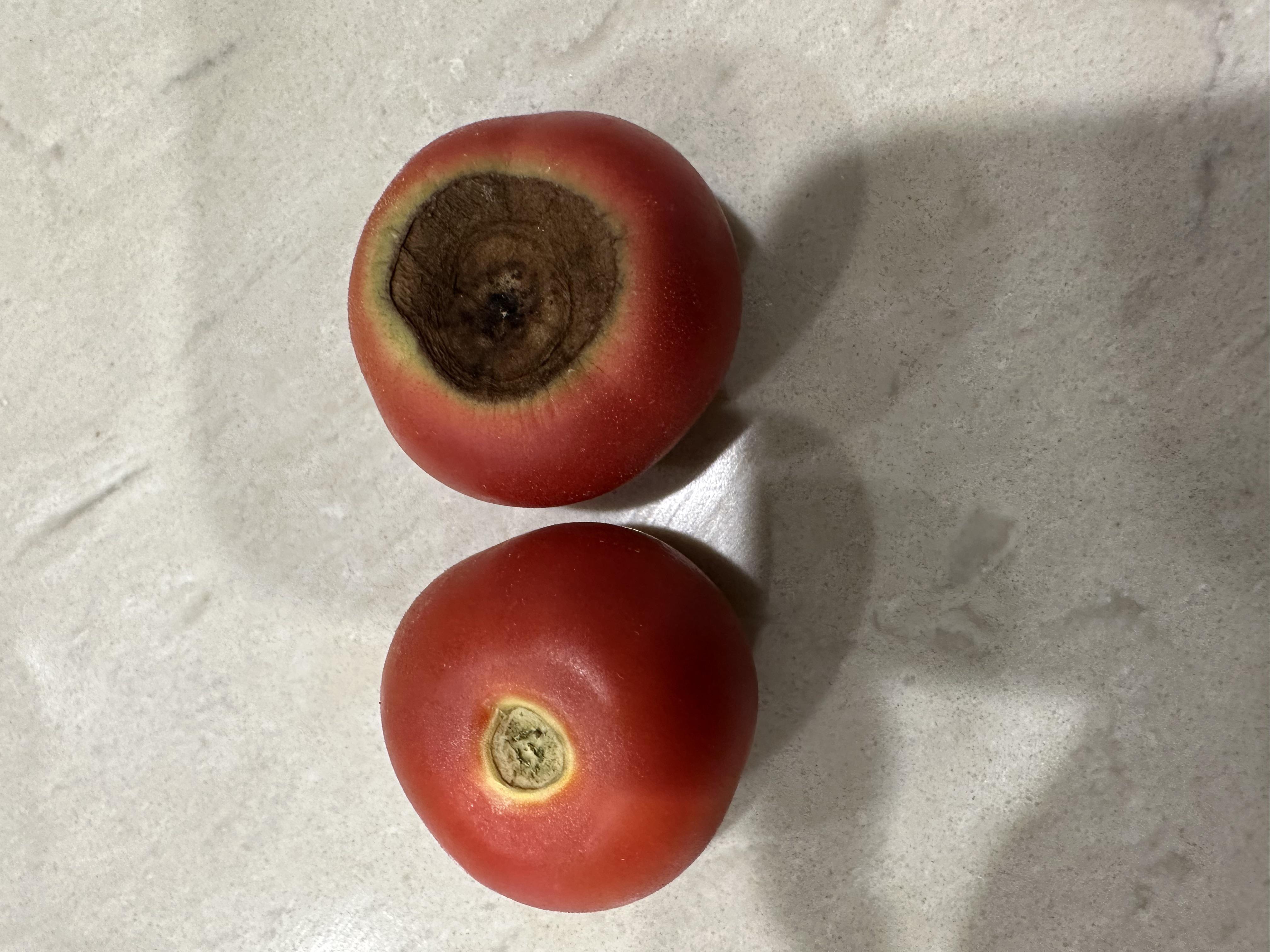 Tomato’s brown spots | Scrolller