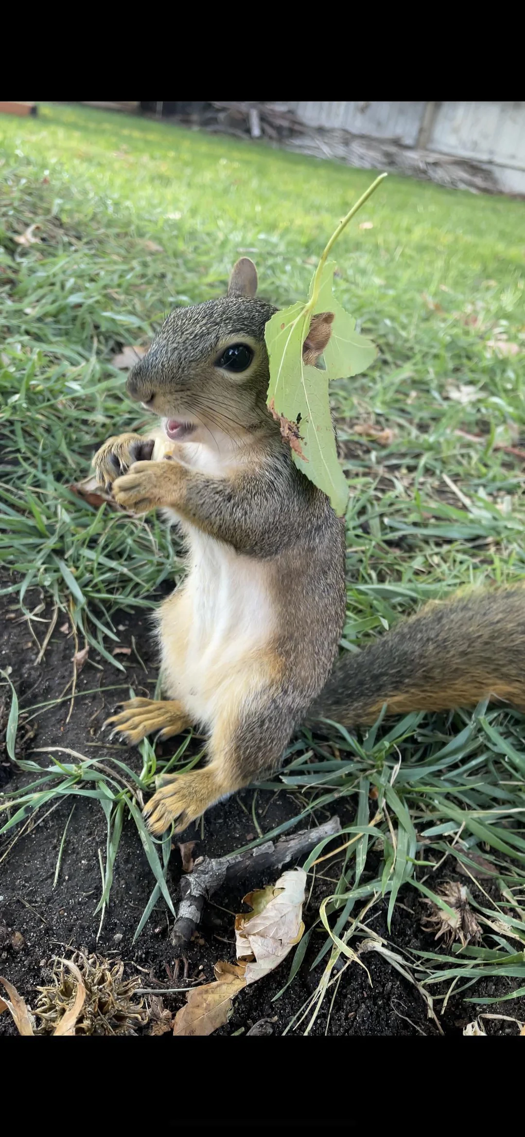 my squirrel, all systems normal | Scrolller