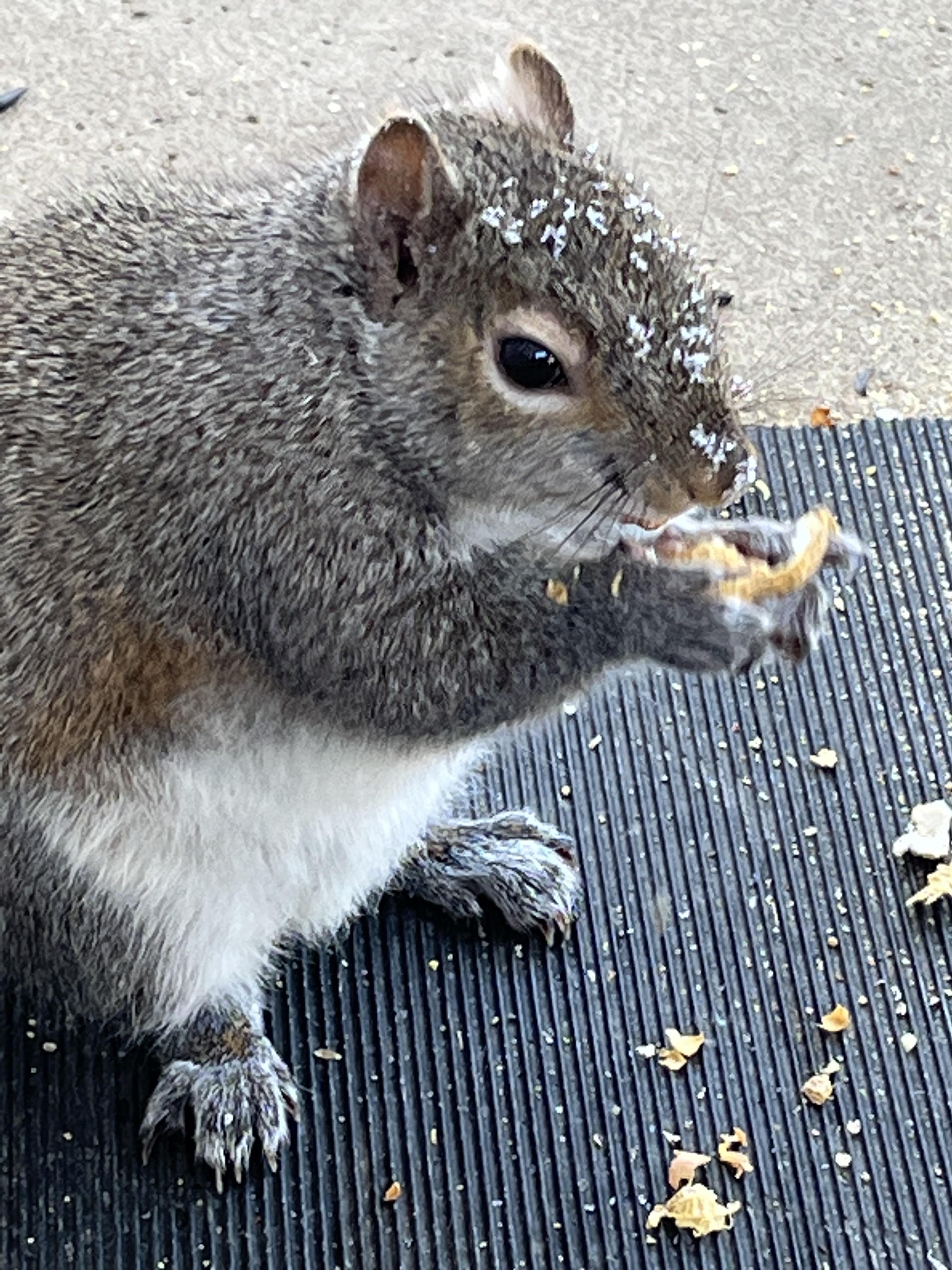 Discover more like Squirrels: Snowy Shirl the Squirrel 🐿️ and Related Content | Scrolller