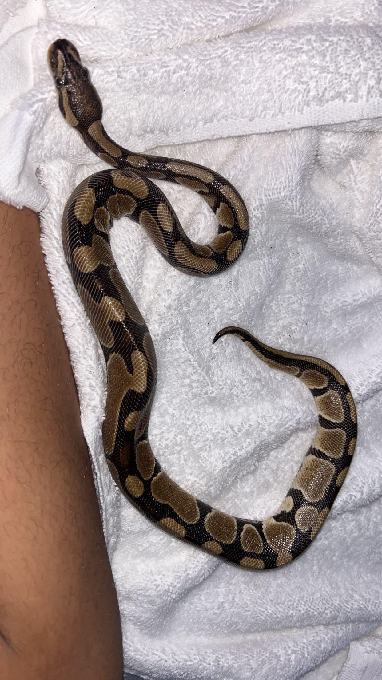 Happy snake | Scrolller