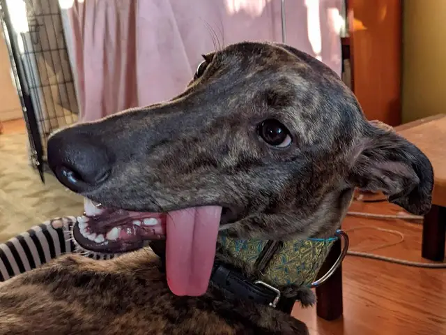 My goober, with her tongue out for TonguesOutTuesday | Scrolller