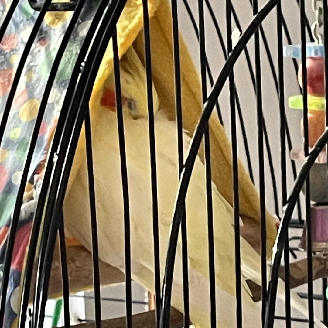 Ziggy’s nap time | Scrolller