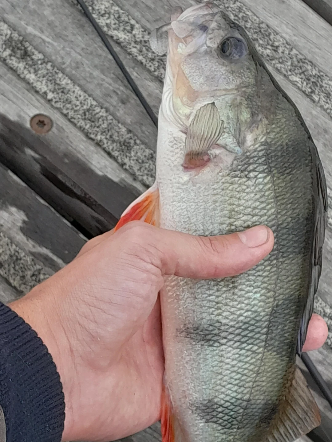 After 4 days fishing without a single bite, finally caught my first fish on a lure | Scrolller