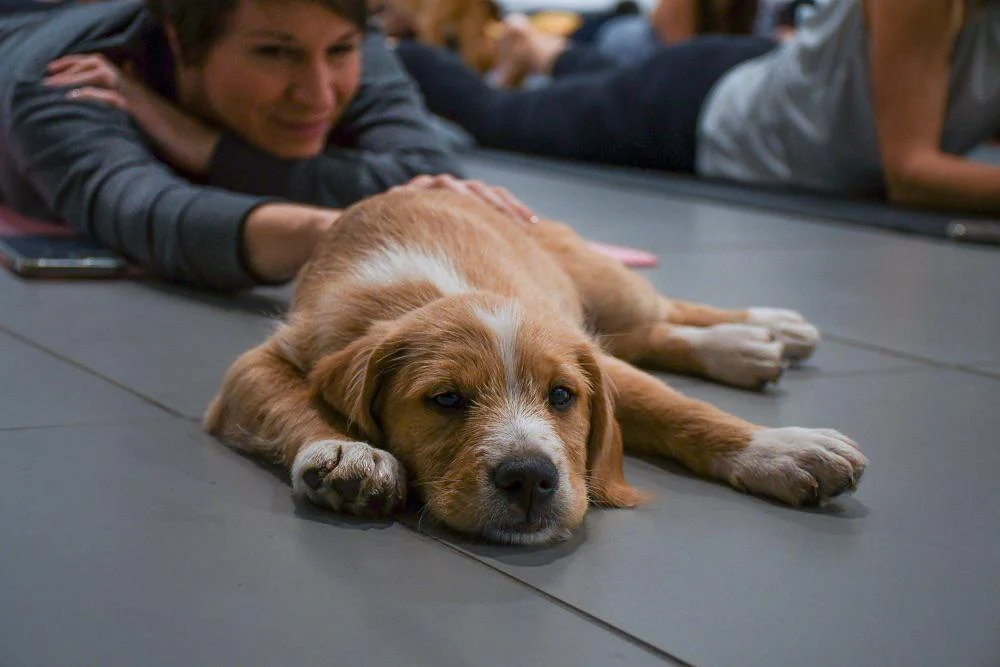 Sleepy puppy in my rescue puppy yoga class | Scrolller