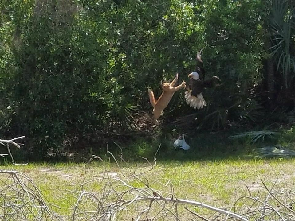 Florida Cat ambushing a Bald Eagle. | Scrolller