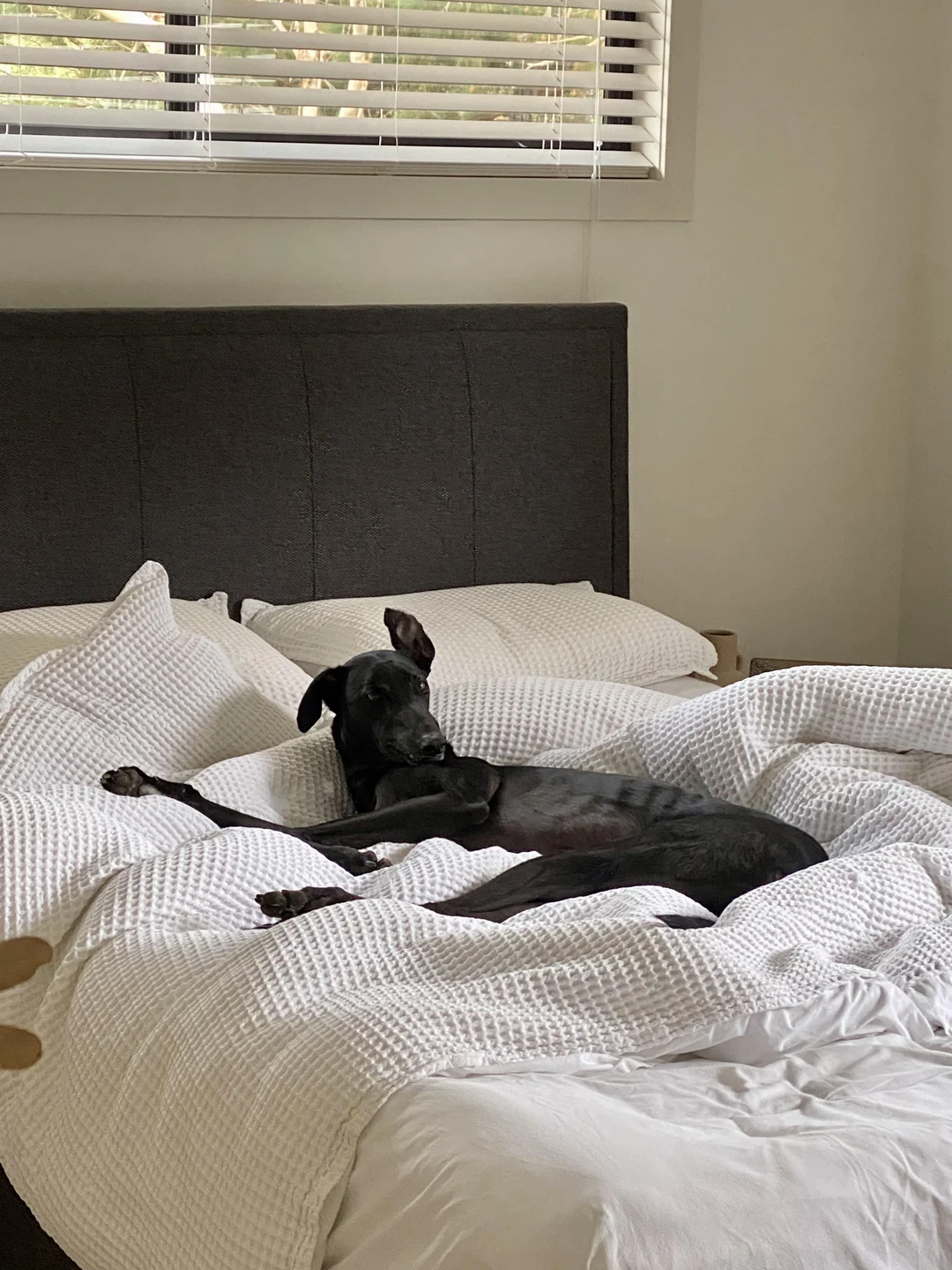 Rex. Sheesh what a heavy night that was. What’s happened to my ear? I can’t remember. | Scrolller