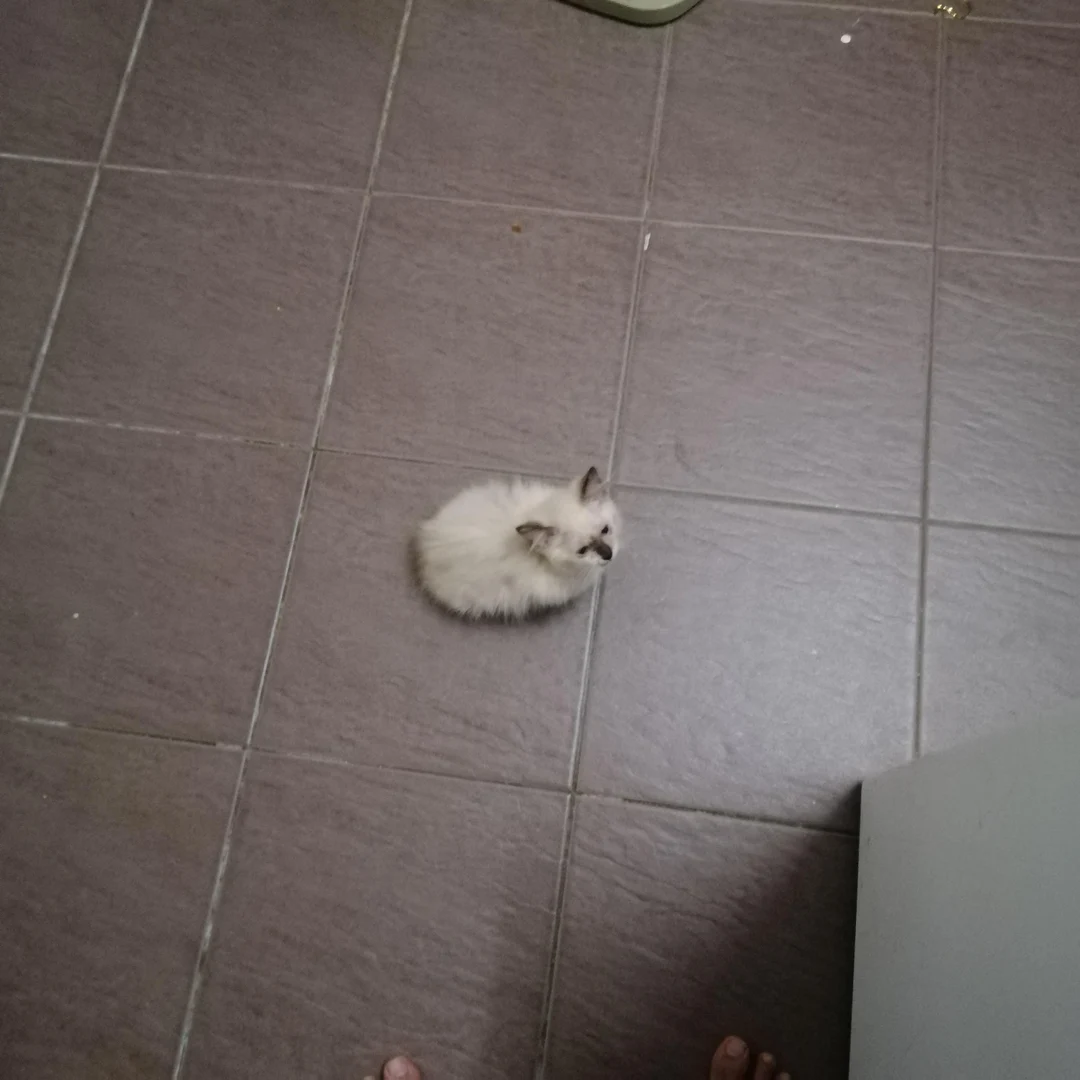 perfect cat loaf | Scrolller