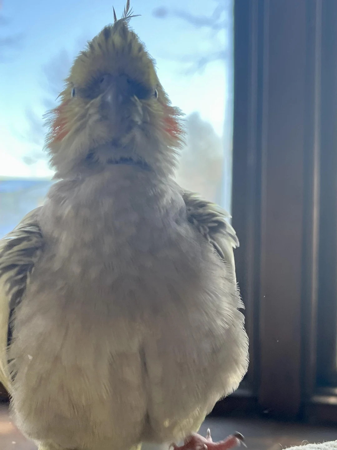 Caught her mid floof | Scrolller