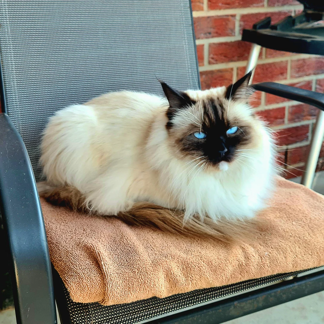 Tail wrapped loaf, toasted just right. | Scrolller