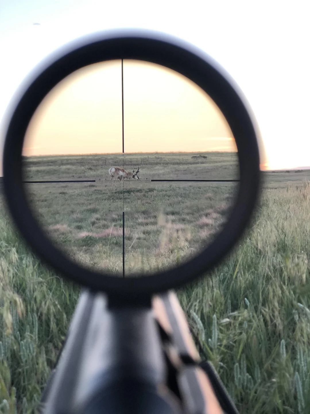 Scope pics? Visitor I regularly get while smoking prairie dogs. | Scrolller